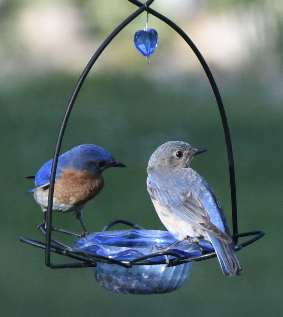 Bird Update! – A Gardener's Diary